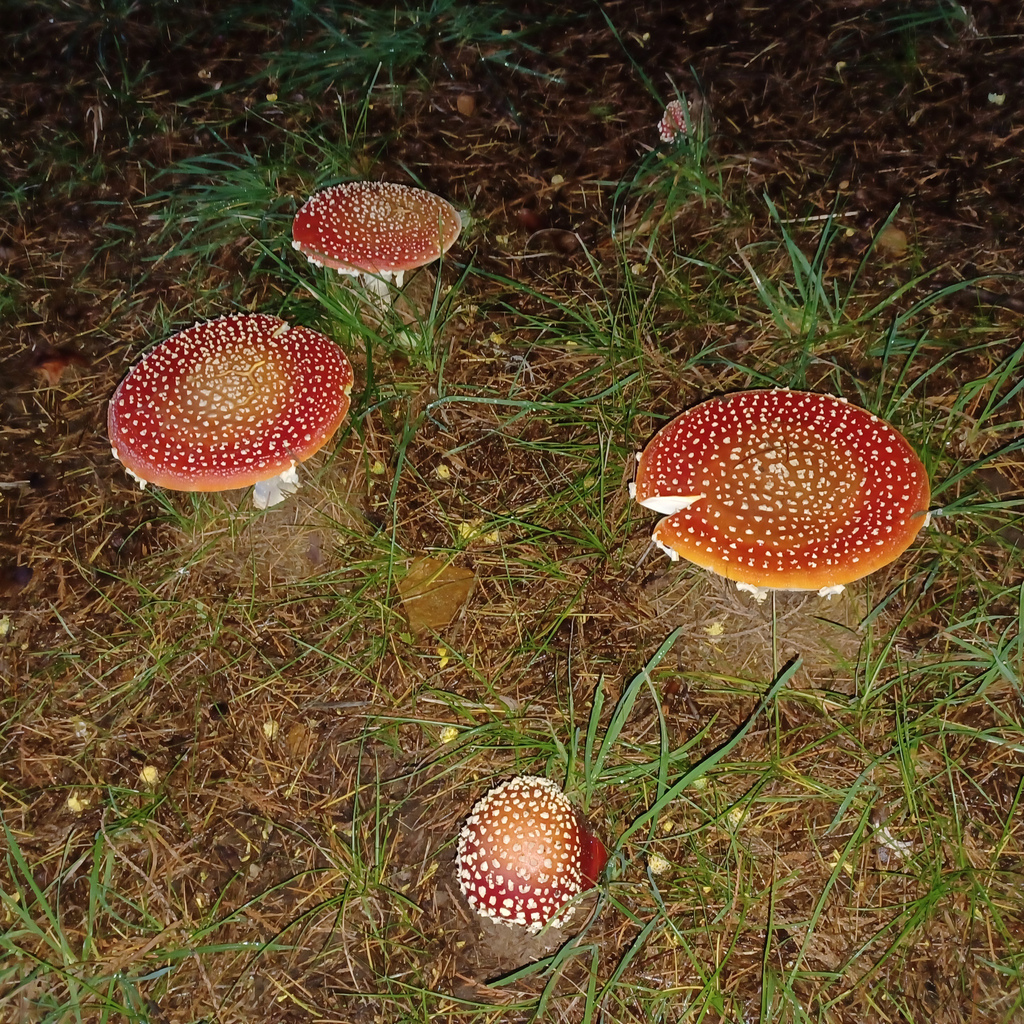 Fly Agaric in April 2023 by Adrian Power · iNaturalist