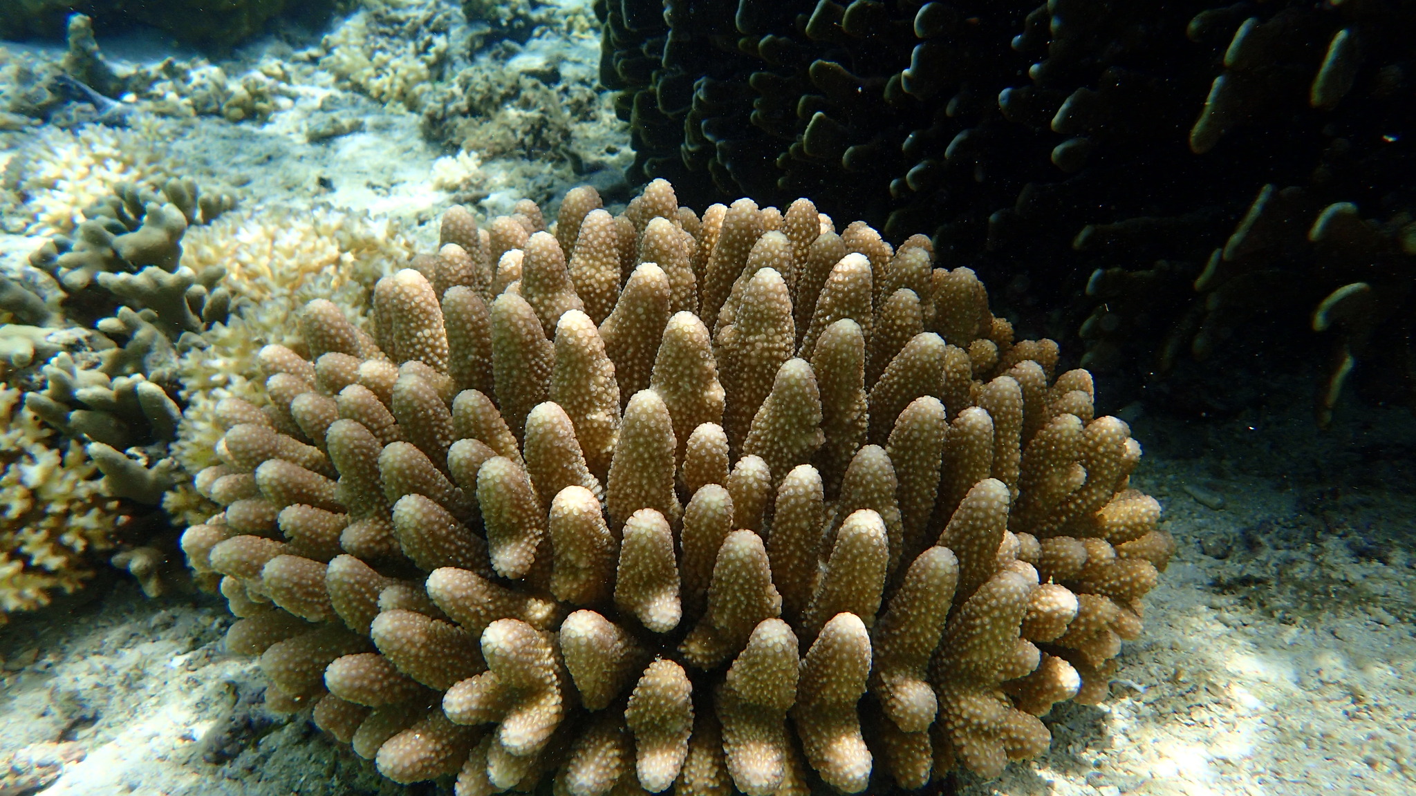 Acropora humilis (Dana, 1846)