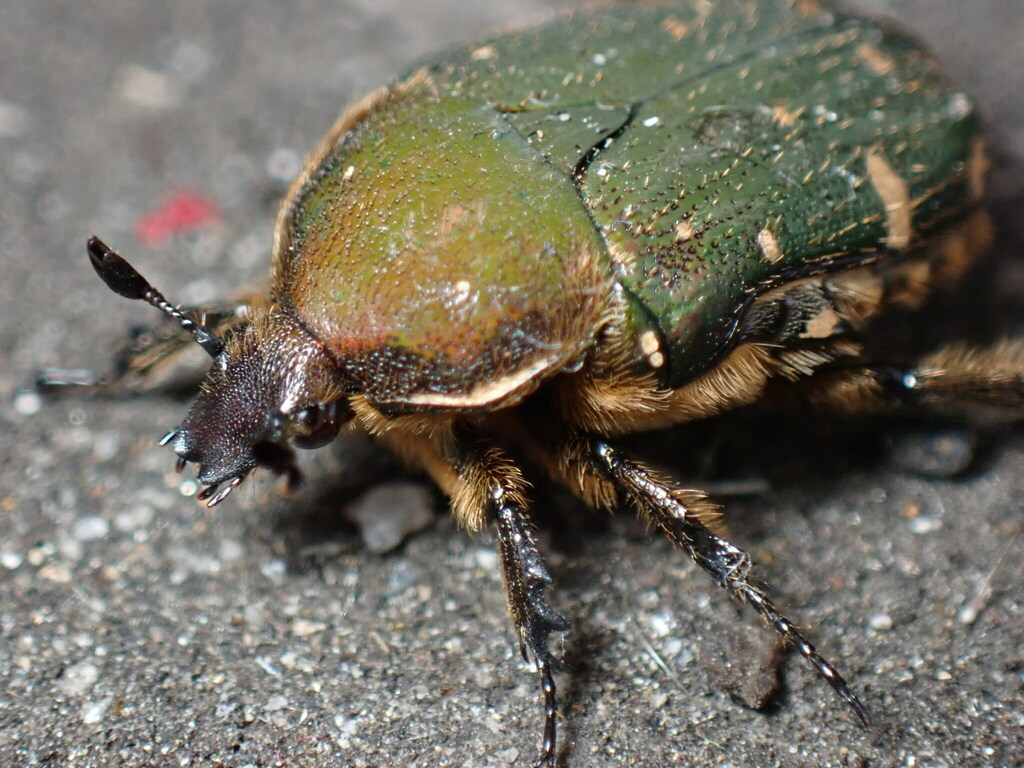 Blue Flower Chafer from Chuo Ward, Kumamoto, Japan on April 11, 2023 at ...