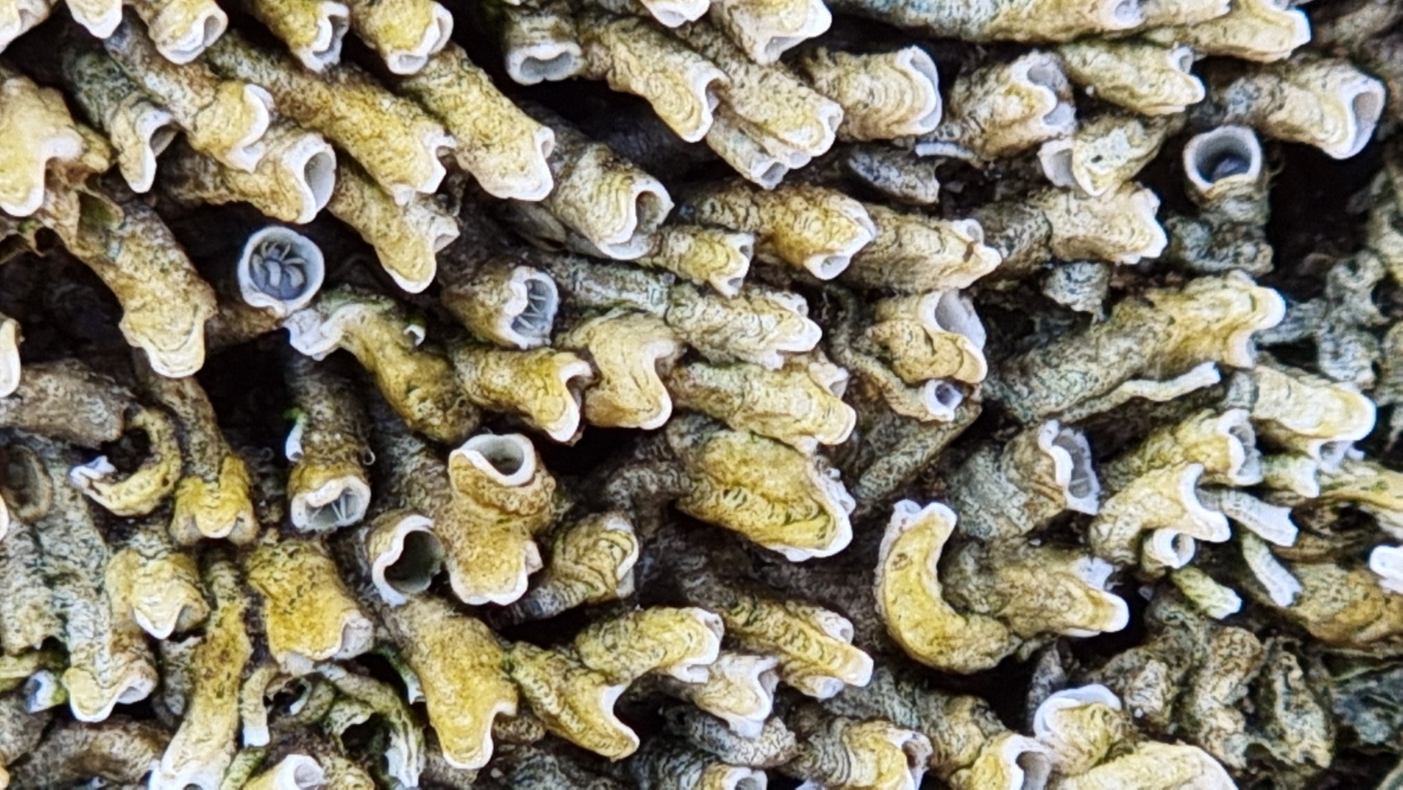 Galeolaria caespitosa Lamarck, 1818