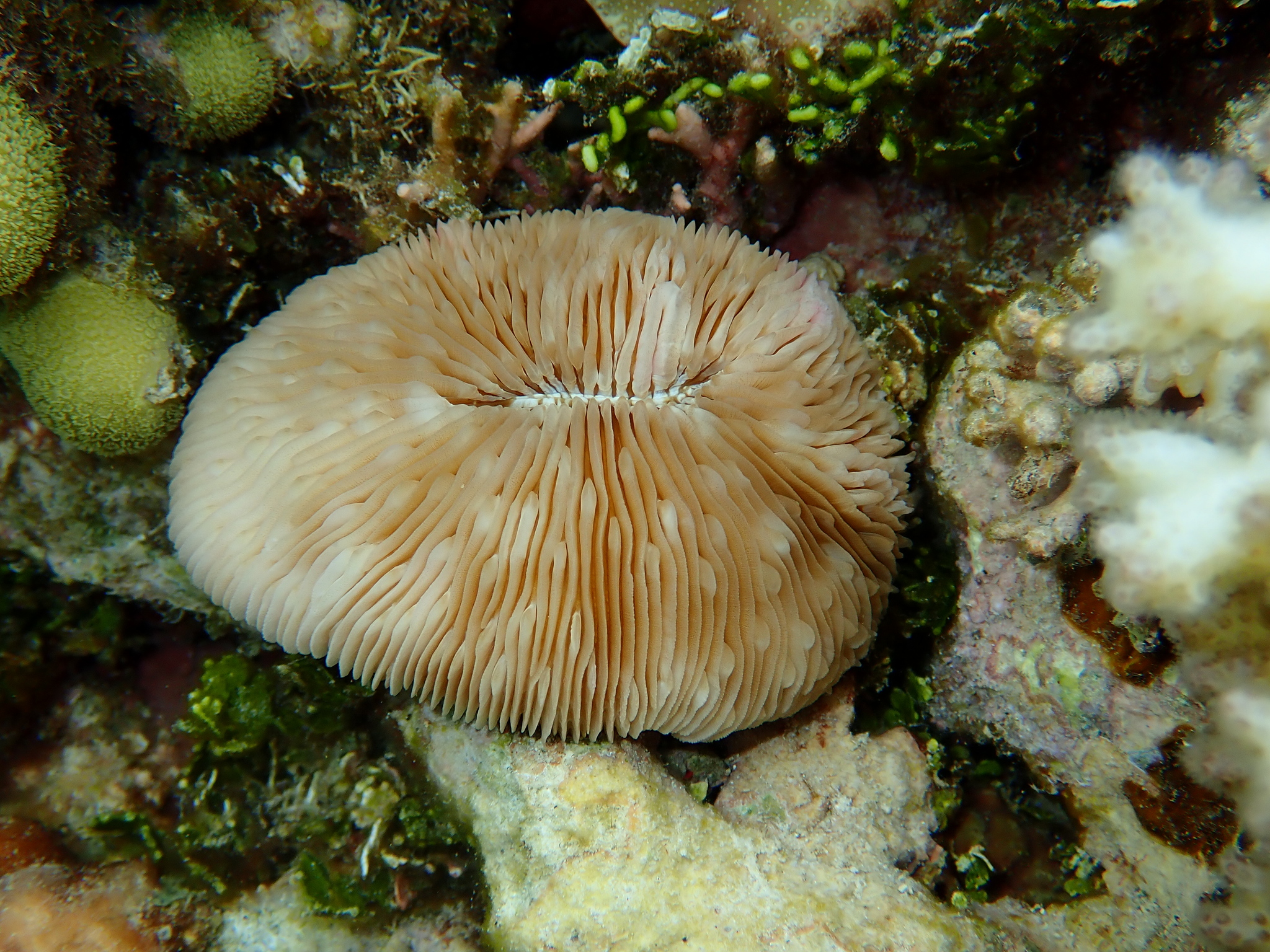 Lobactis scutaria (Lamarck, 1801)