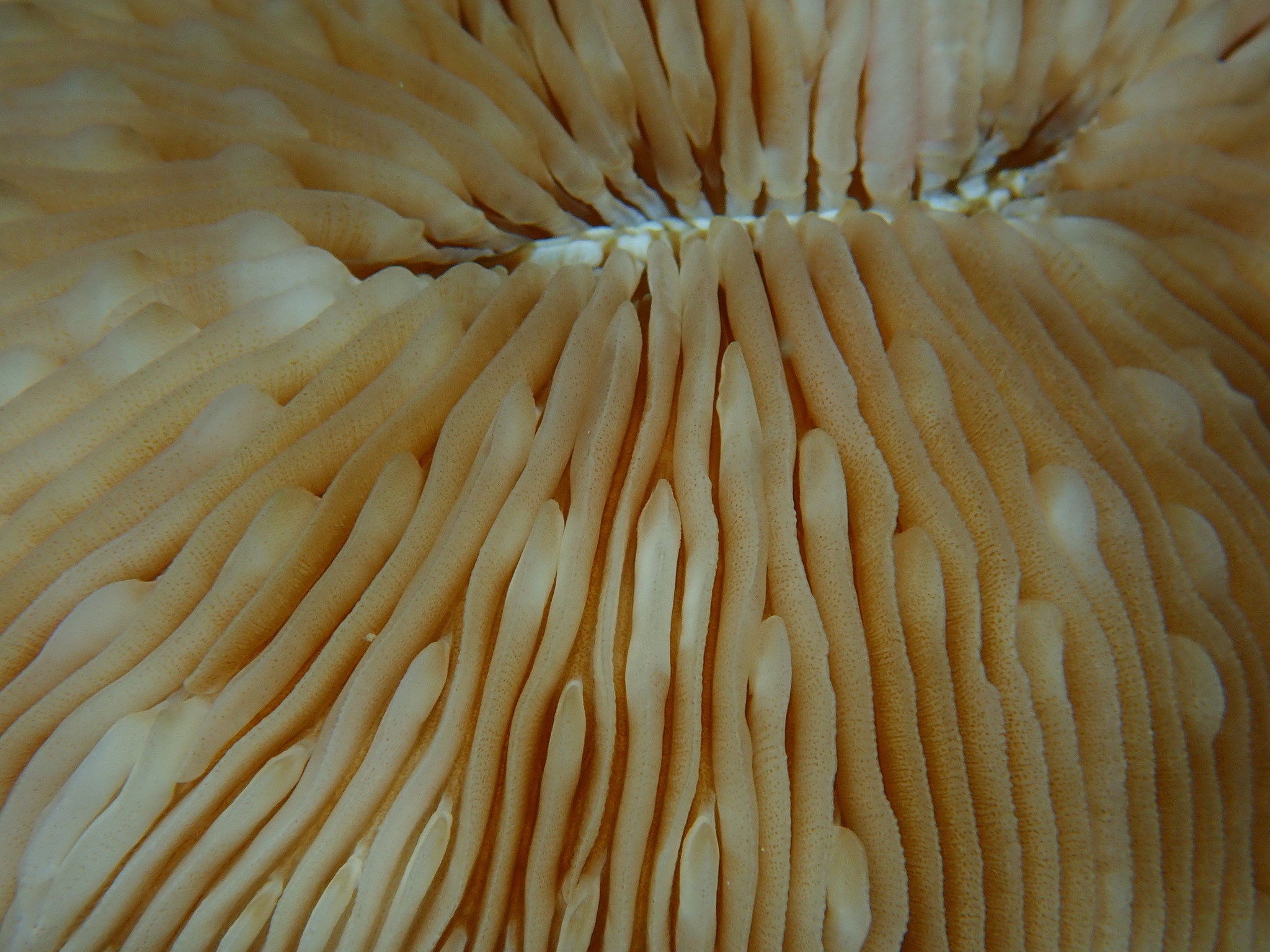 Lobactis scutaria (Lamarck, 1801)