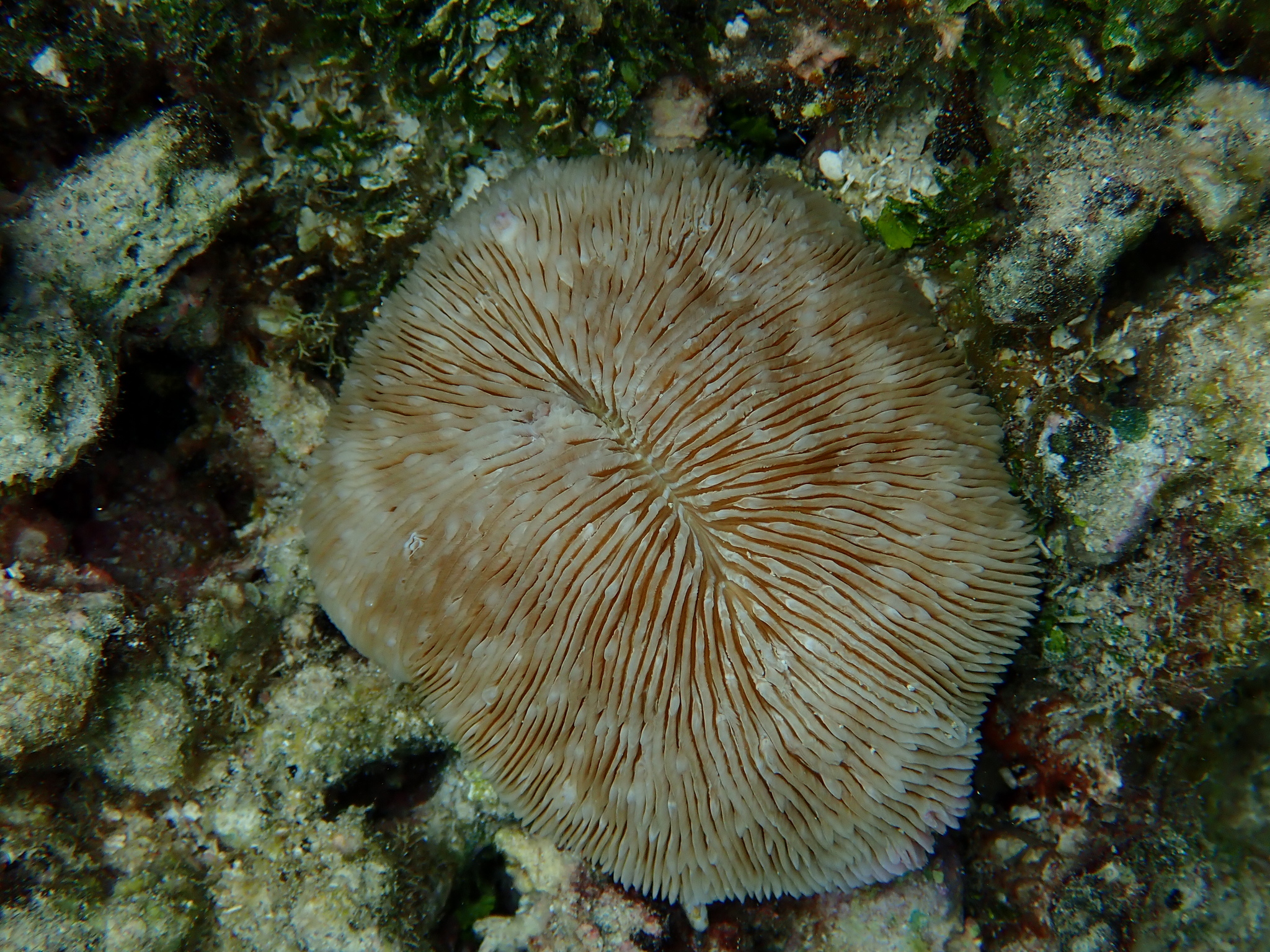 Lobactis scutaria (Lamarck, 1801)