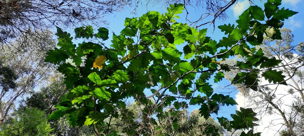 giant devil's-fig from Leongatha South VIC 3953, Australia on April 20 ...