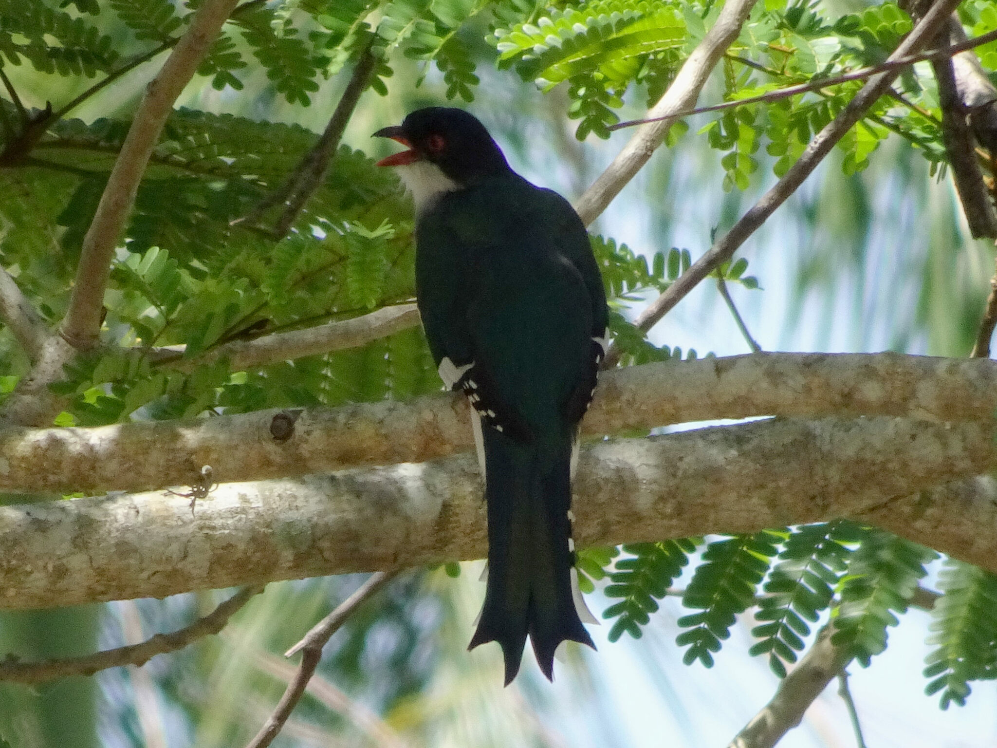 Priotelus temnurus (Temminck, 1825)