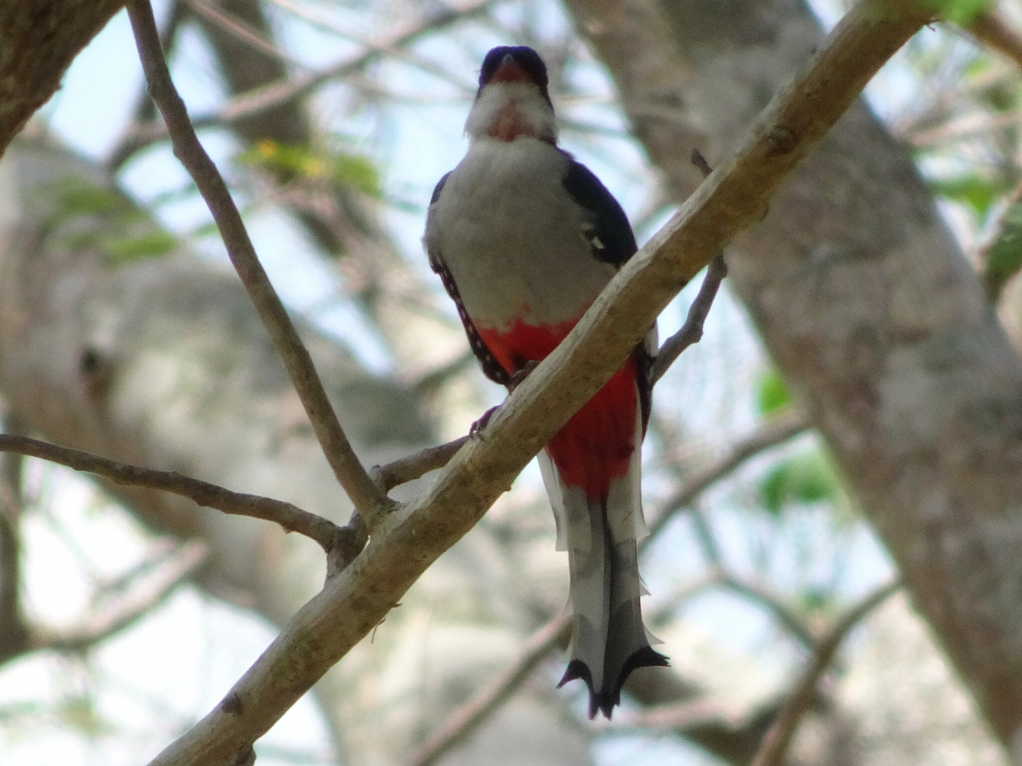 Priotelus temnurus (Temminck, 1825)