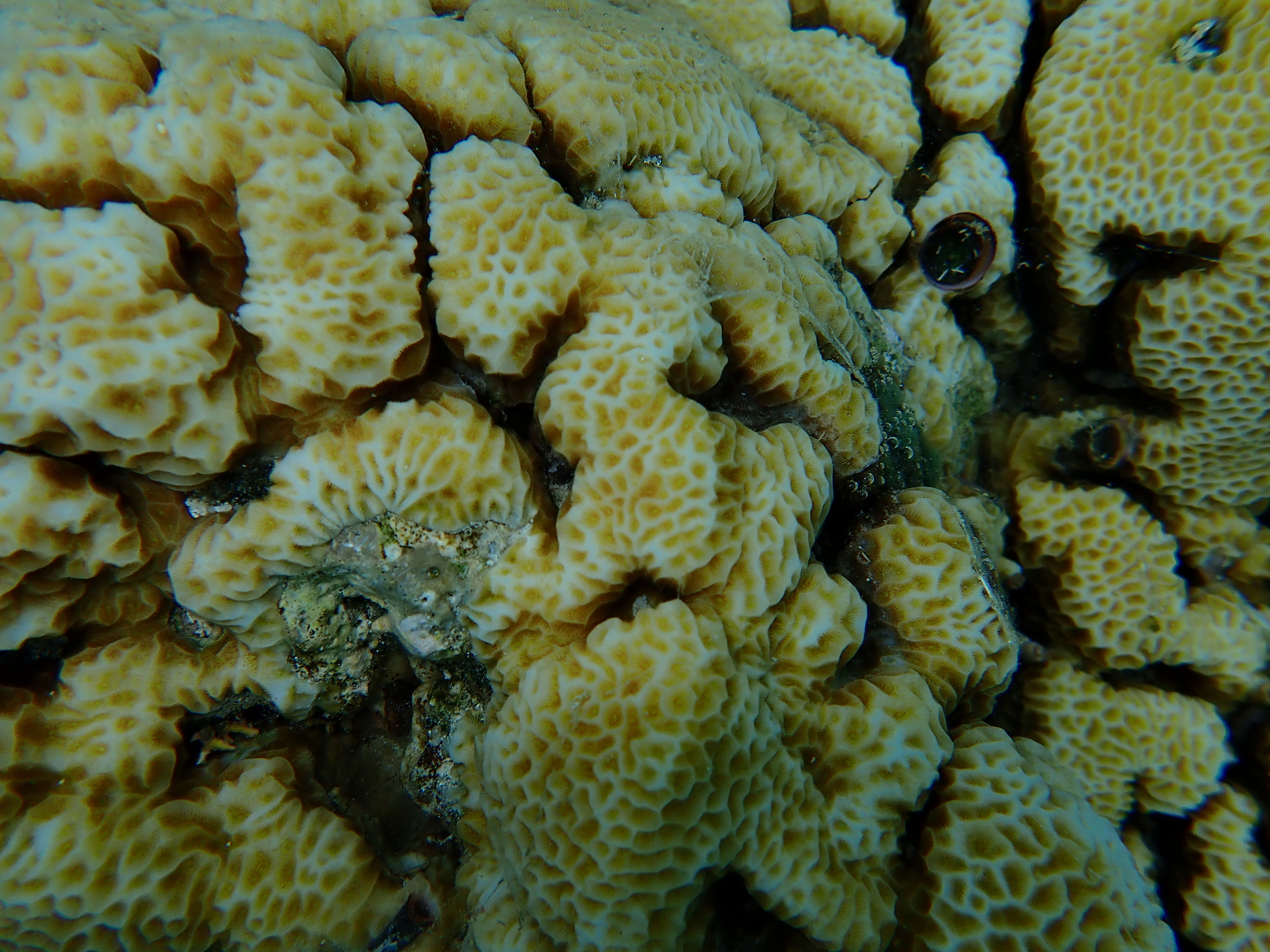 Pavona venosa (Ehrenberg, 1834)