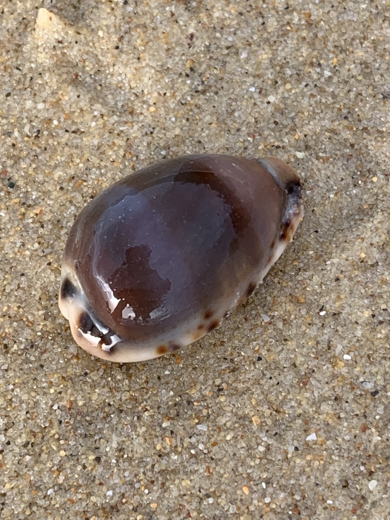 yellow-toothed cowrie from Bonville Creek & Beach, Bundagen, NSW, AU on ...