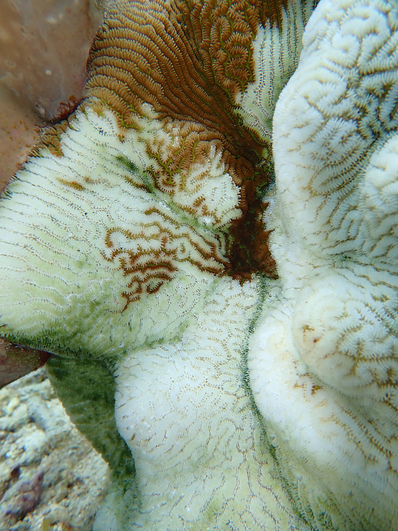 Leptoria phrygia (Ellis & Solander, 1786)