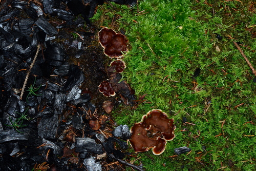 Observations by heelsplitter · iNaturalist