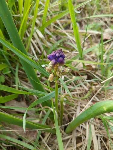 Webb's Bellevalia (Bellevalia webbiana) · iNaturalist