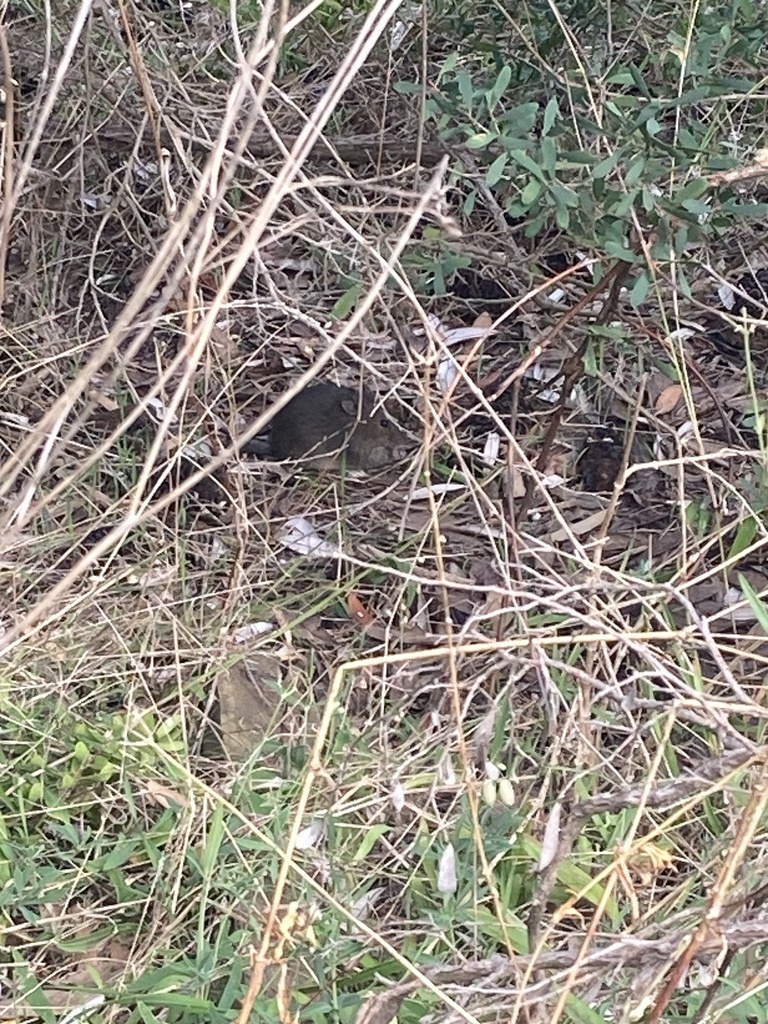 Australian Swamp Rat from B110, Rosebud, VIC, AU on April 20, 2023 at ...