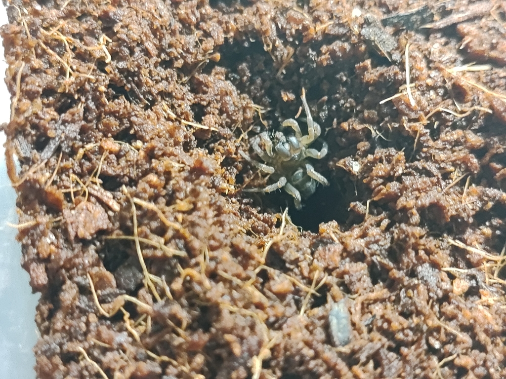 Segmented Spiders from 福建省福州市旗山 on April 17, 2023 at 12:56 AM by 龚嘉贤 ...