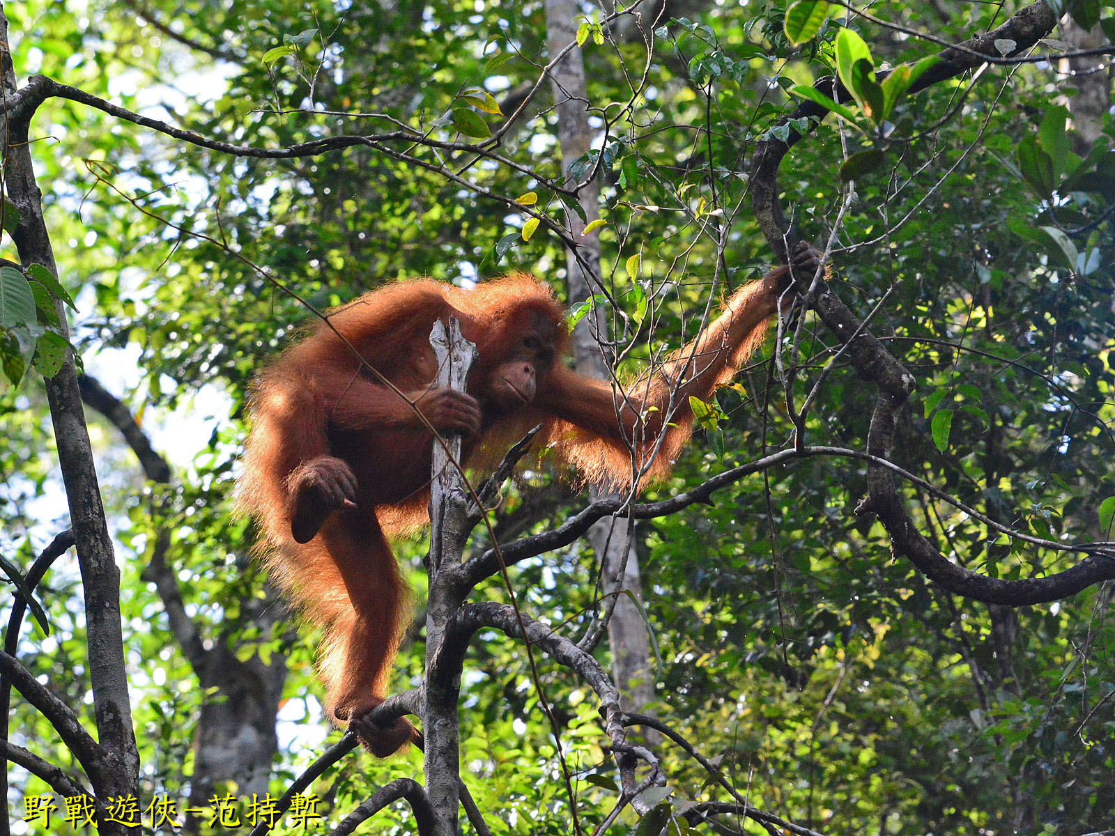 Pongo pygmaeus (Linnaeus, 1760)