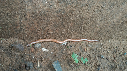 género Barkudia · iNaturalist Ecuador