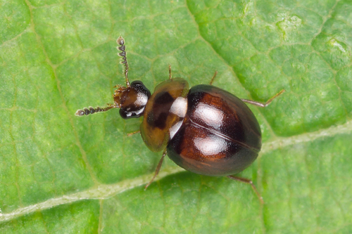 Subfamily Leiodinae · iNaturalist