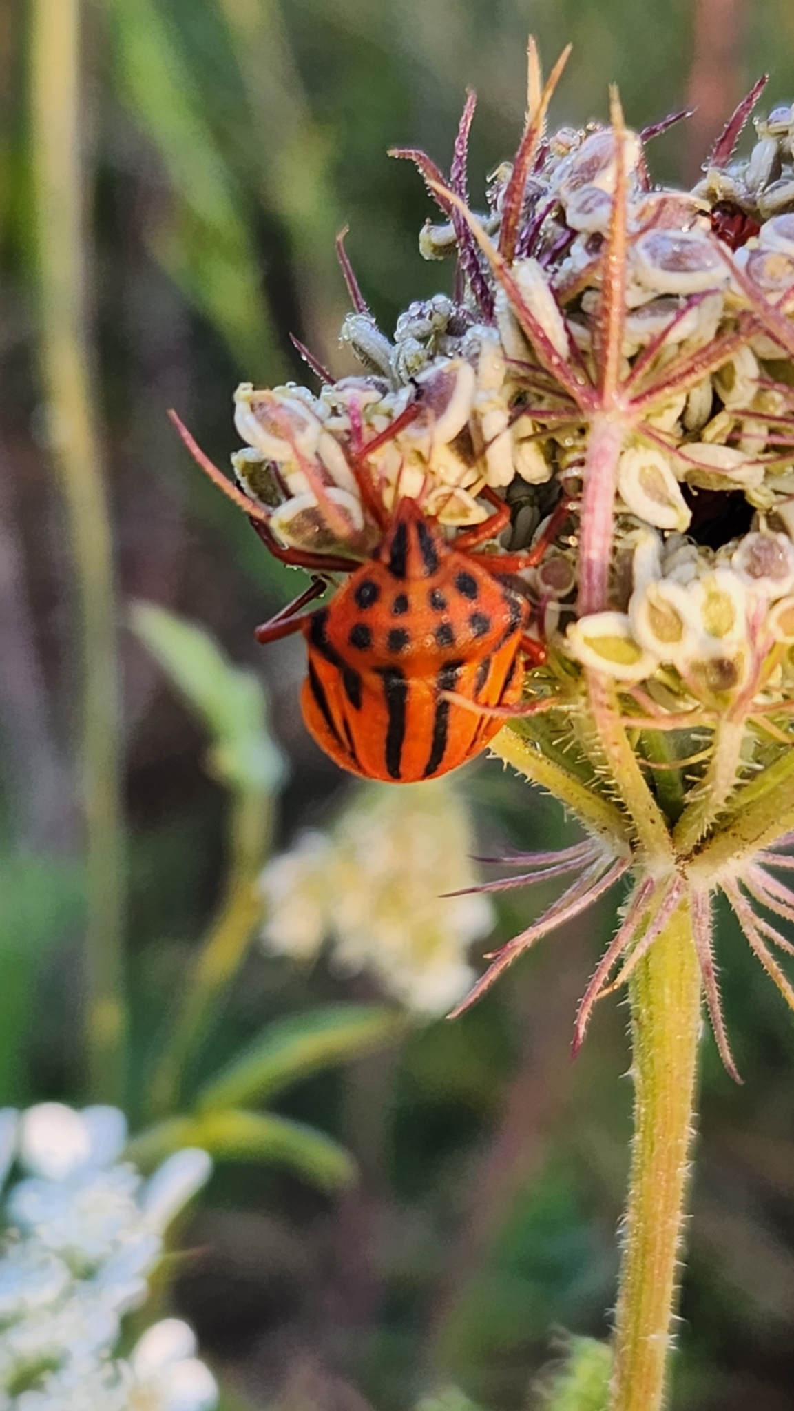 Graphosoma semipunctatum (Fabricius, 1775)