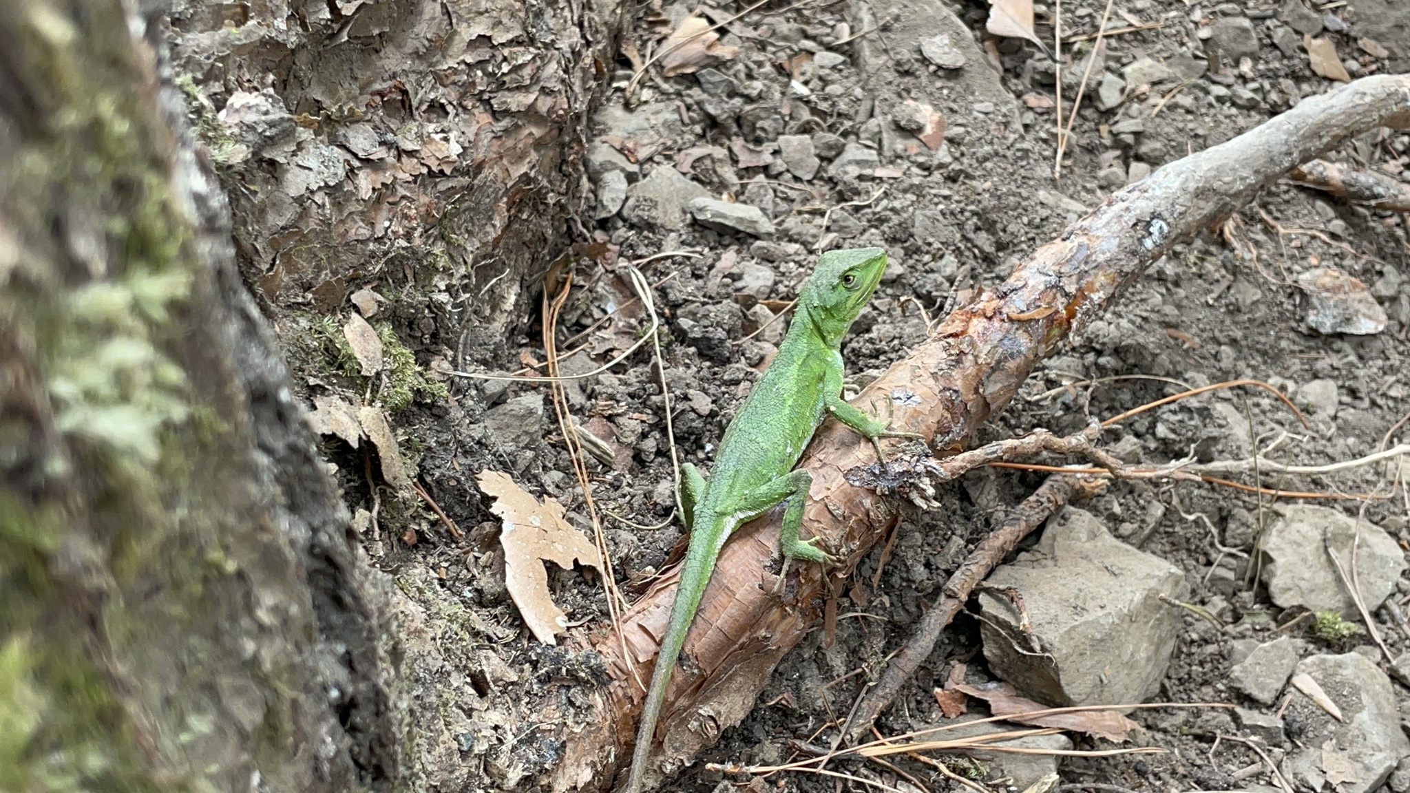 Diploderma brevipes (Gressitt, 1936)