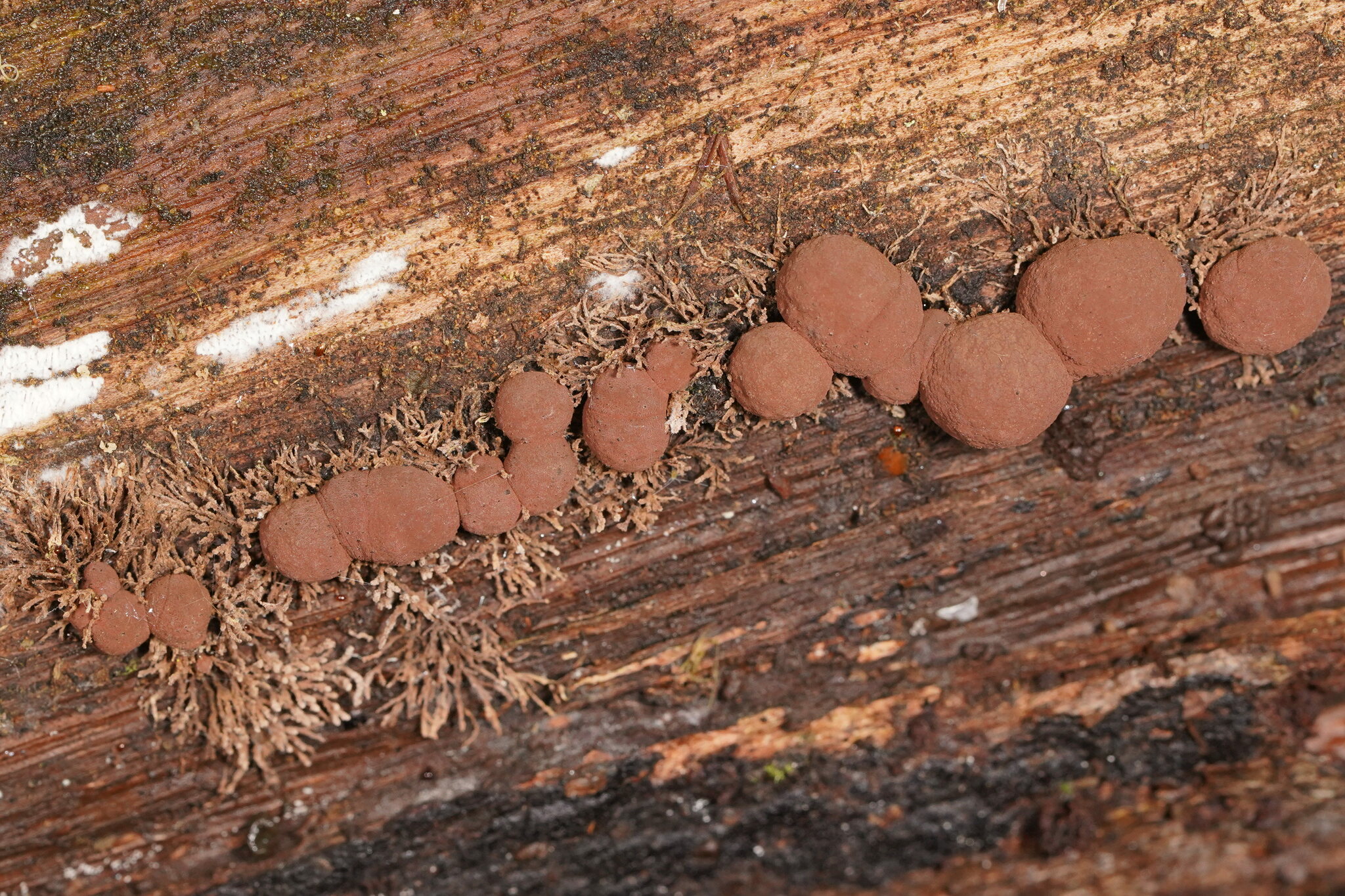 Hypoxylon howeanum Peck