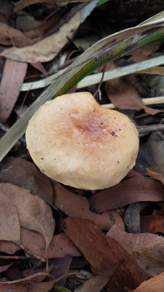 Boletellus from Sydney NSW, Australia on April 21, 2023 at 01:51 PM by ...