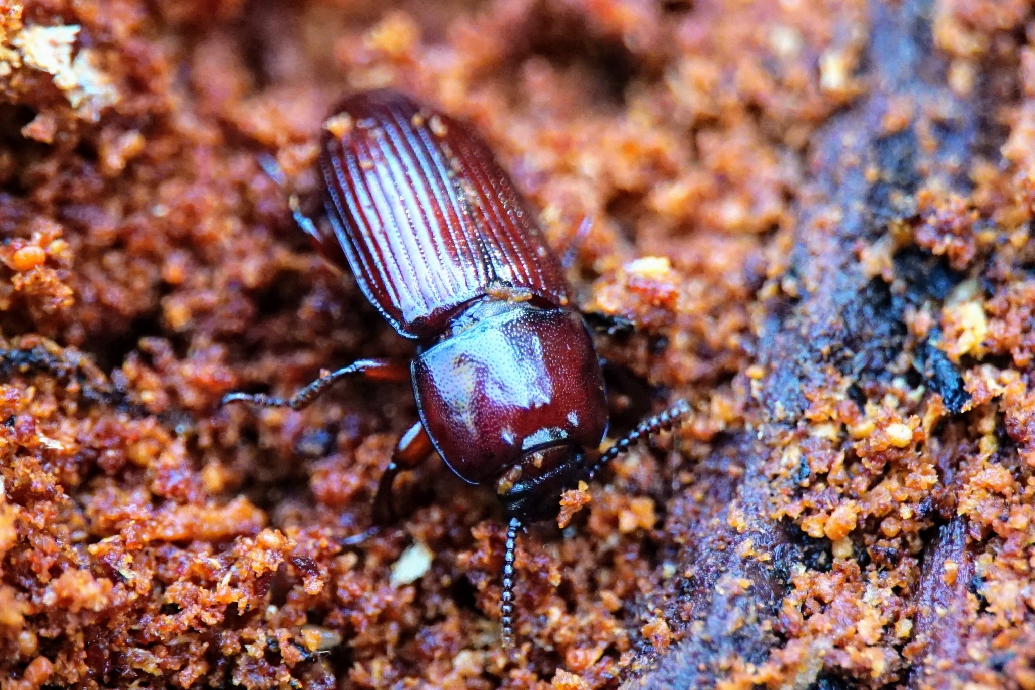 Uloma culinaris (Linnaeus, 1758)