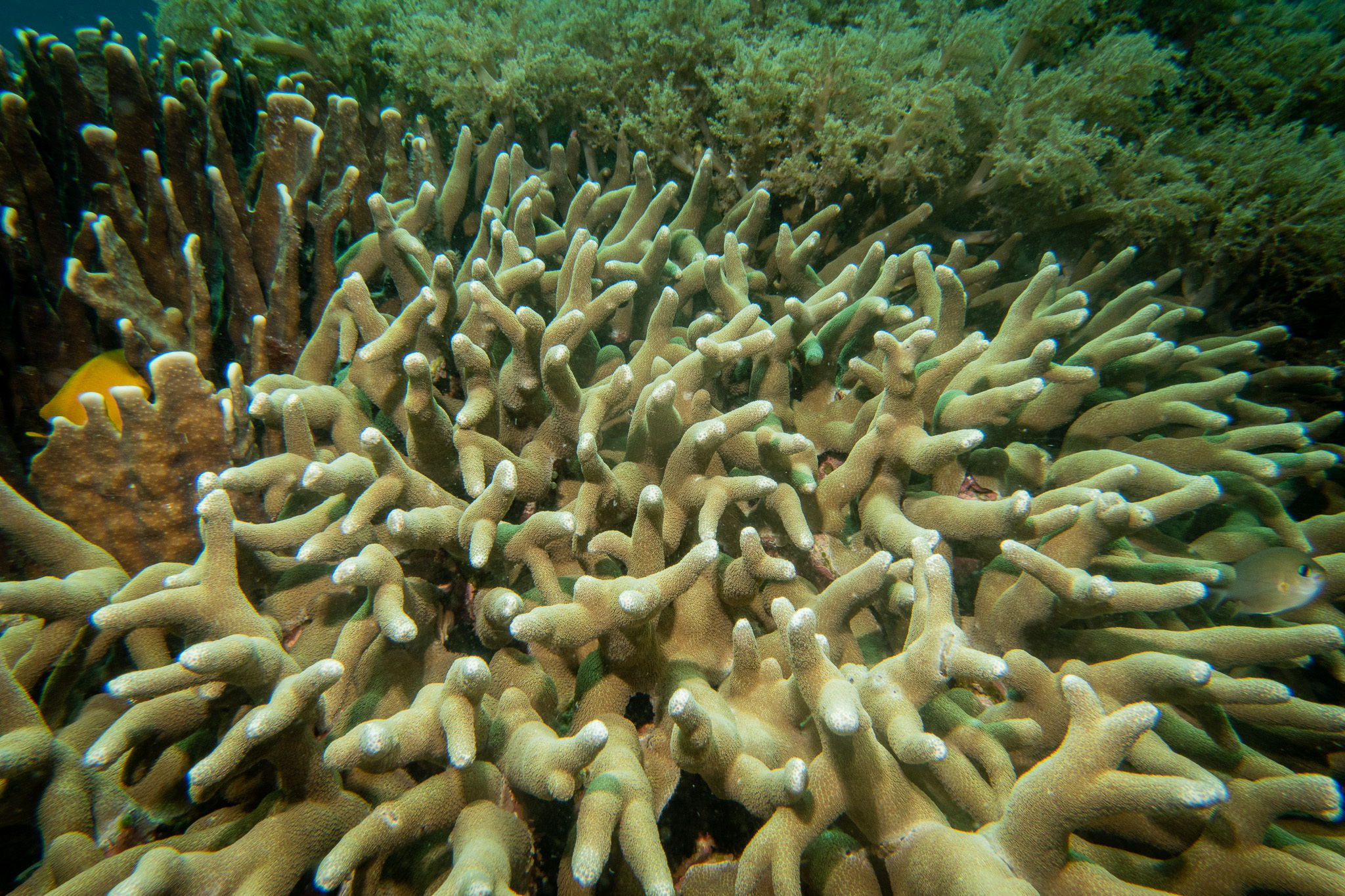 Porites cylindrica Dana, 1846
