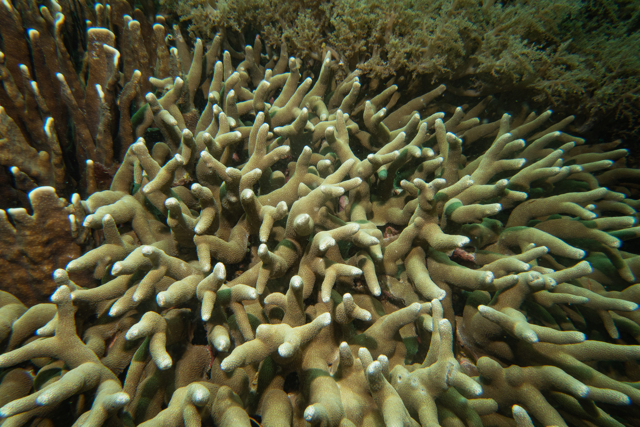 Porites cylindrica Dana, 1846