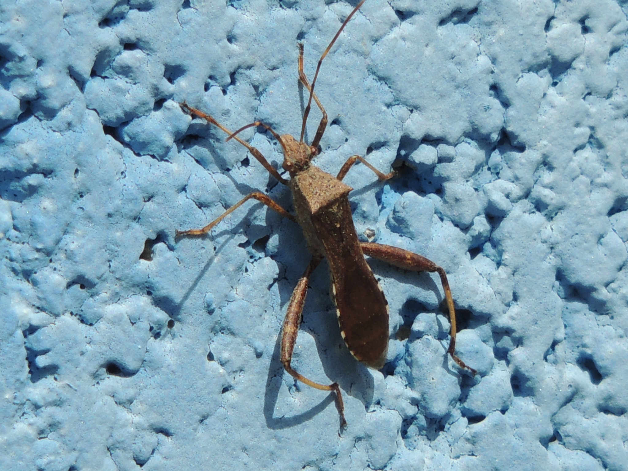 Riptortus pedestris (Fabricius, 1775)