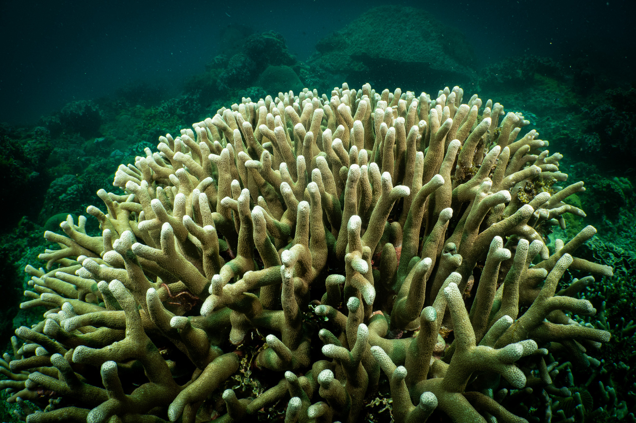 Porites cylindrica Dana, 1846