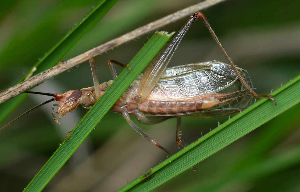 Western Tree Cricket from San Saba County, TX, USA on September 30 ...