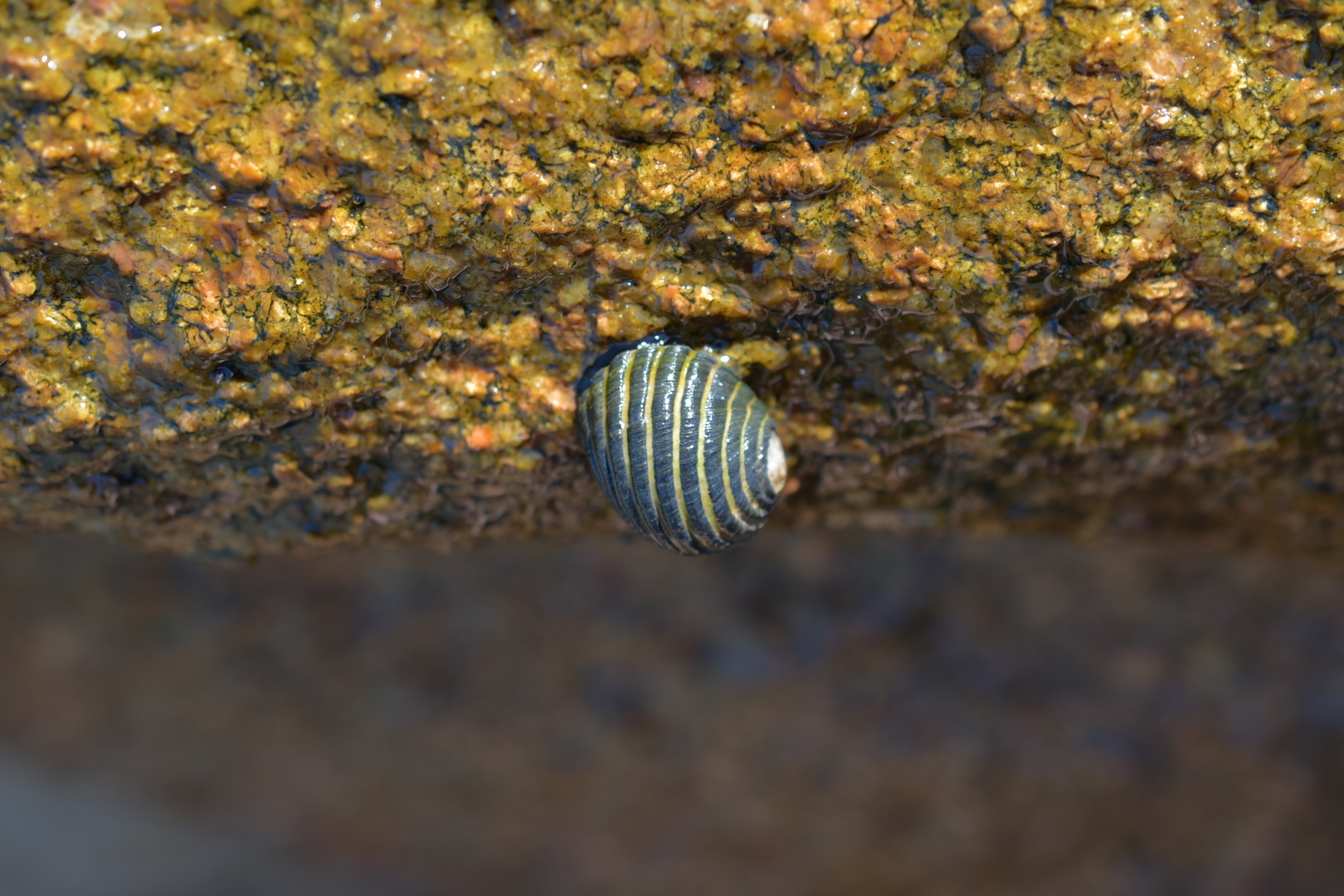 Nerita costata Gmelin, 1791