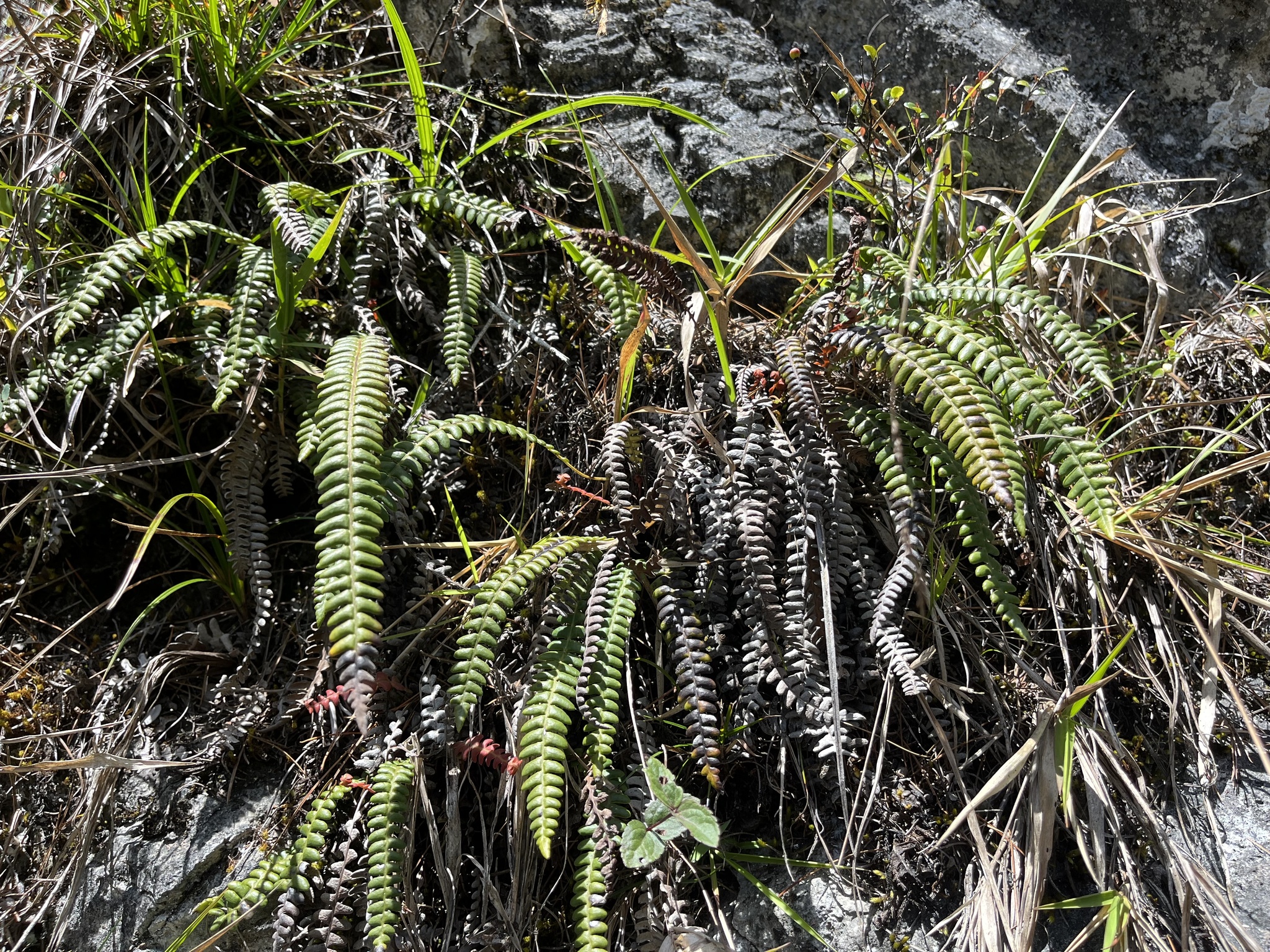 Cleistoblechnum eburneum (Christ) Gasper & Salino
