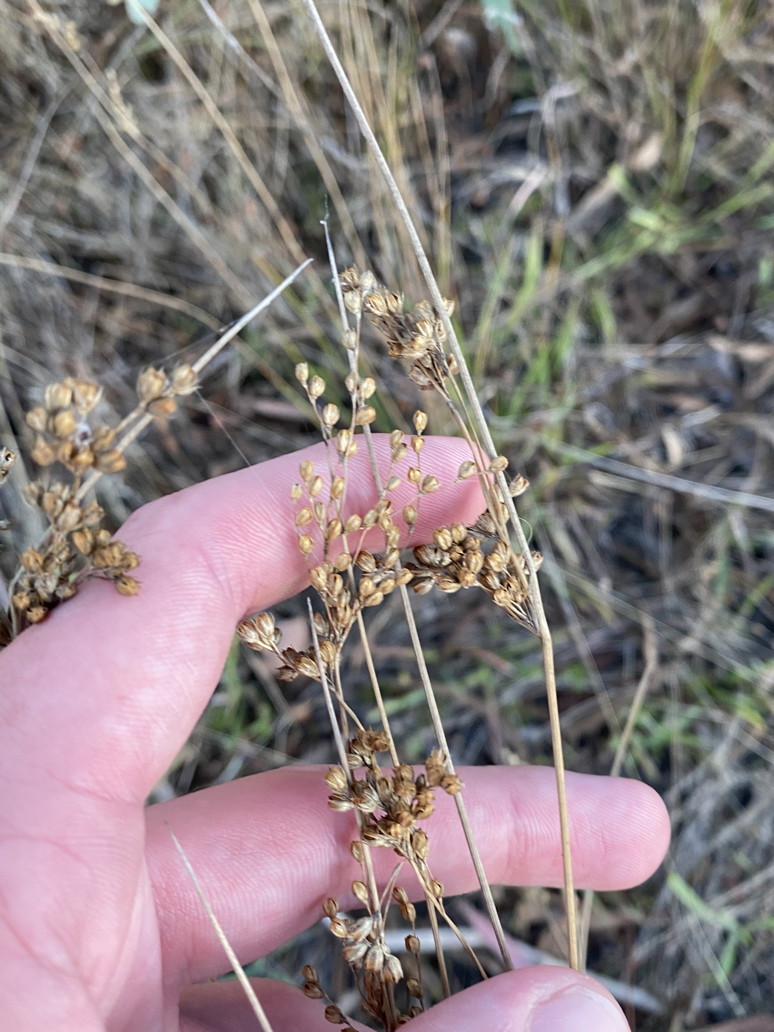 Juncus subsecundus N.A.Wakef.