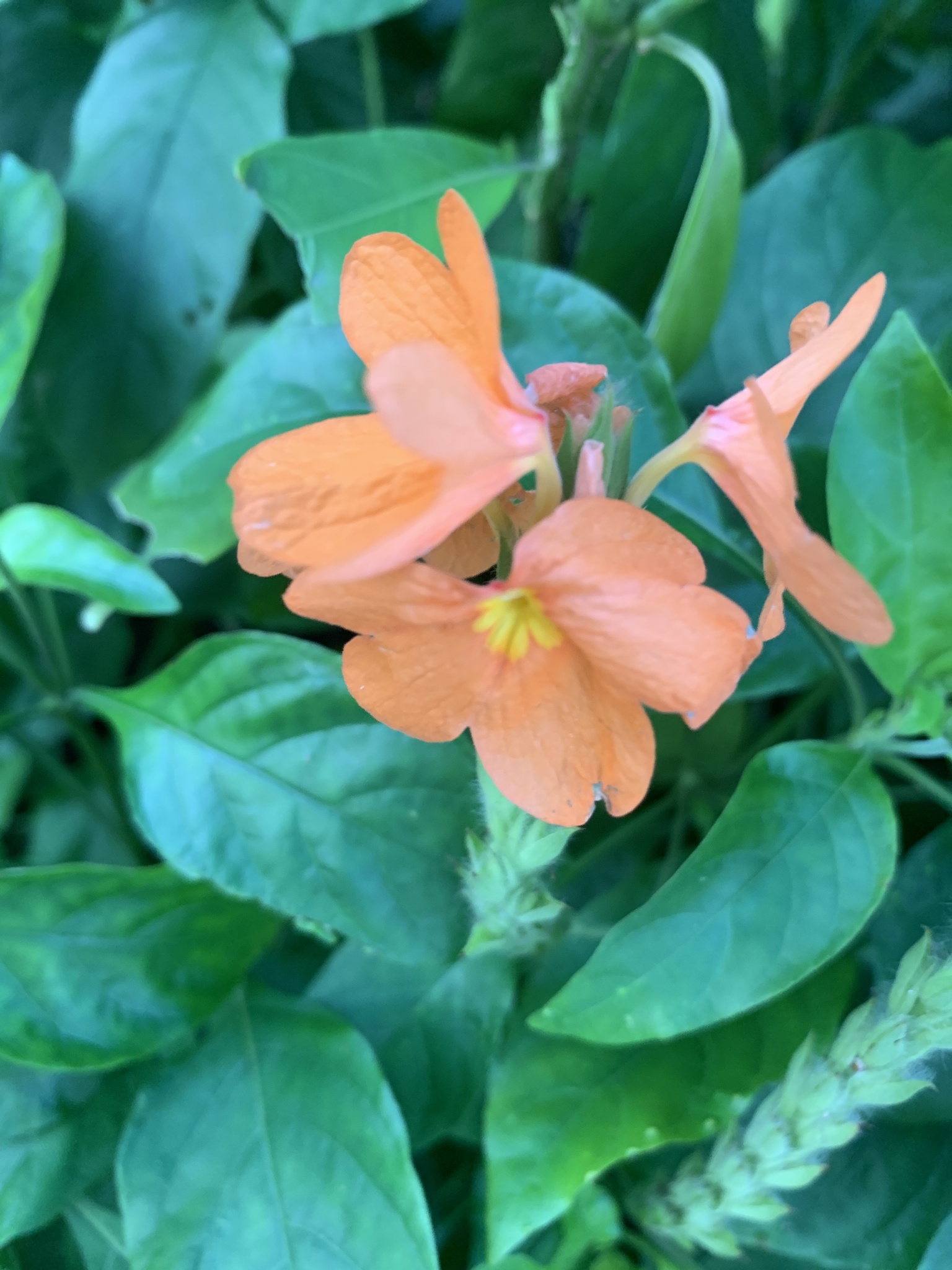 Crossandra infundibuliformis (L.) Nees