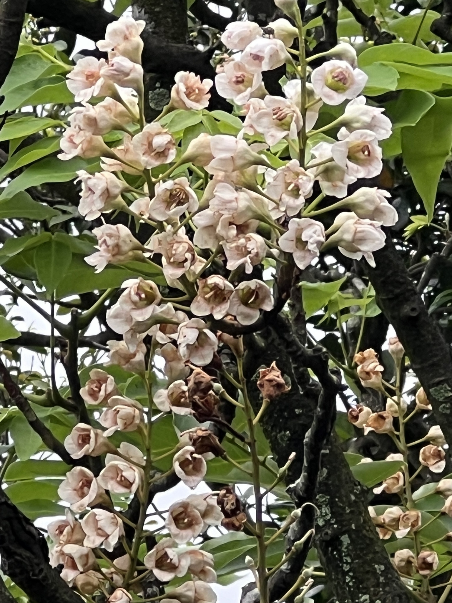 Akaniaceae