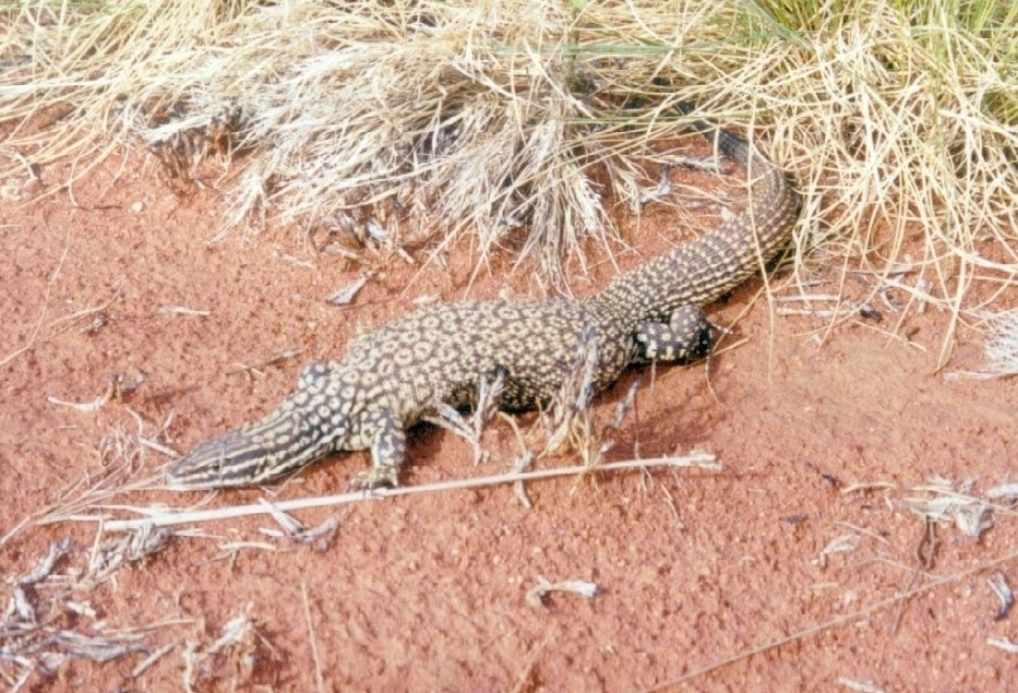 Ridge-tailed Monitor from Chilla Well NT 0872, Australia on December 9 ...