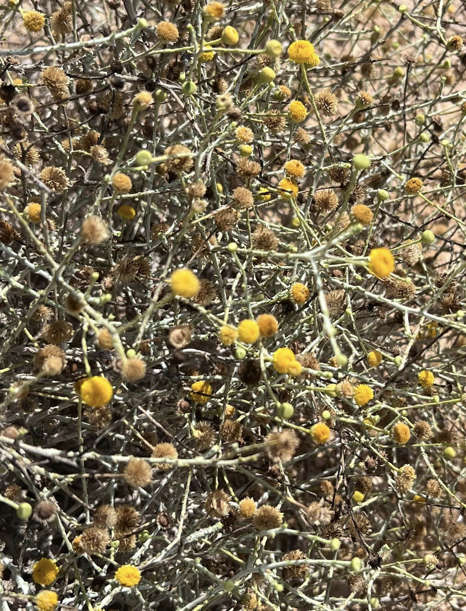 Pulicaria undulata (L.) C.A.Mey.