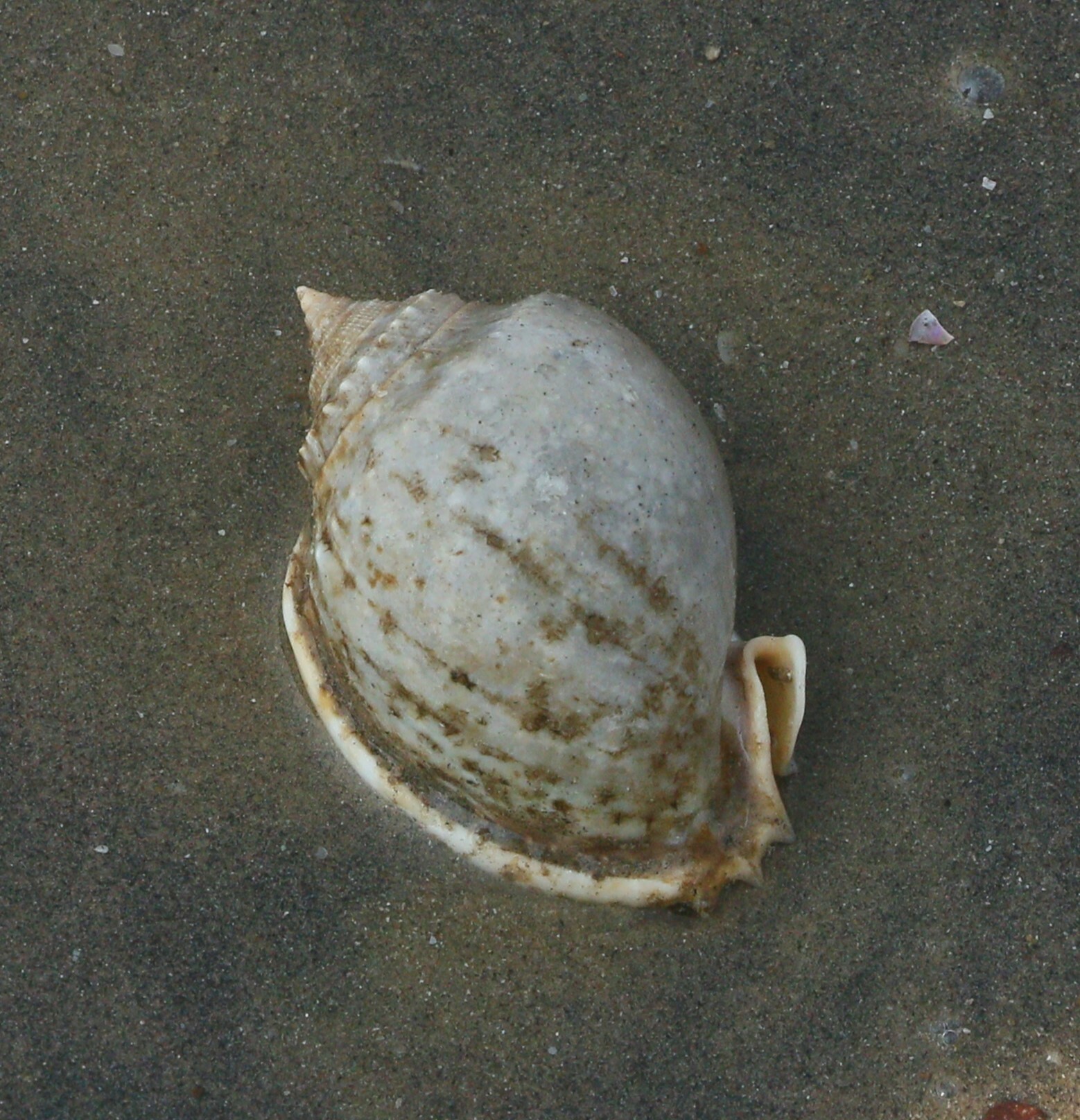 Phalium glaucum (Linnaeus, 1758)