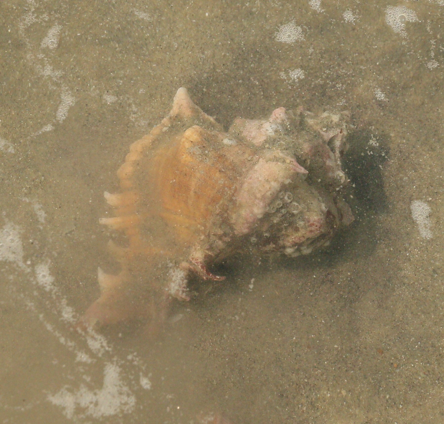 Chicoreus virgineus (Röding, 1798)