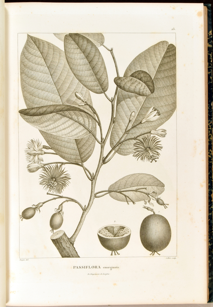 (Passiflora emarginata) - Botanical Realm