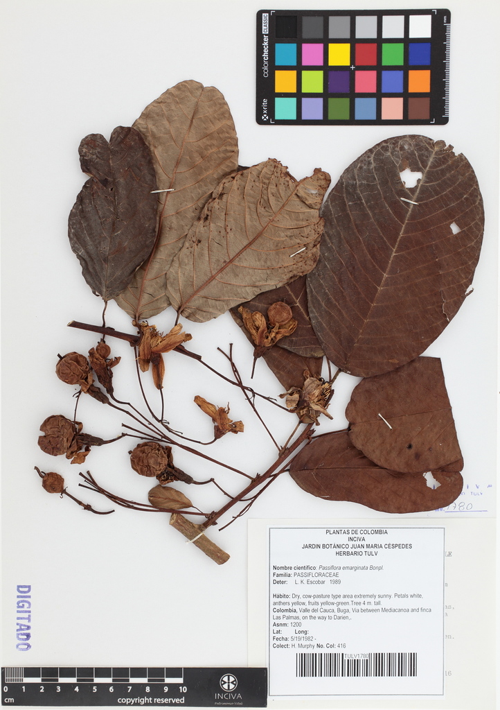 (Passiflora emarginata) - Botanical Realm