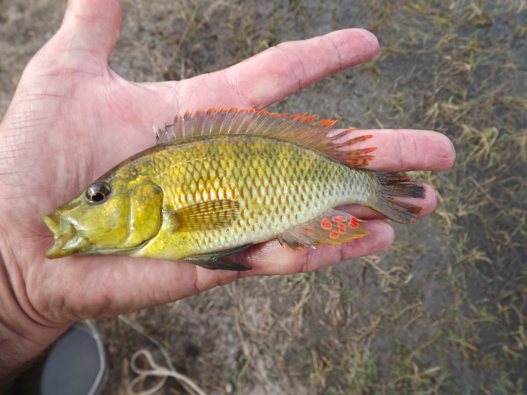 Chetia brevis Jubb, 1968