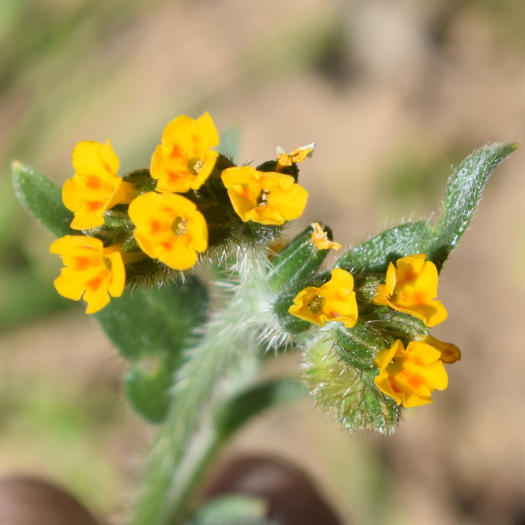 Common Fiddleneck from Joseph D. Grant County Park, CA, USA on April 16 ...