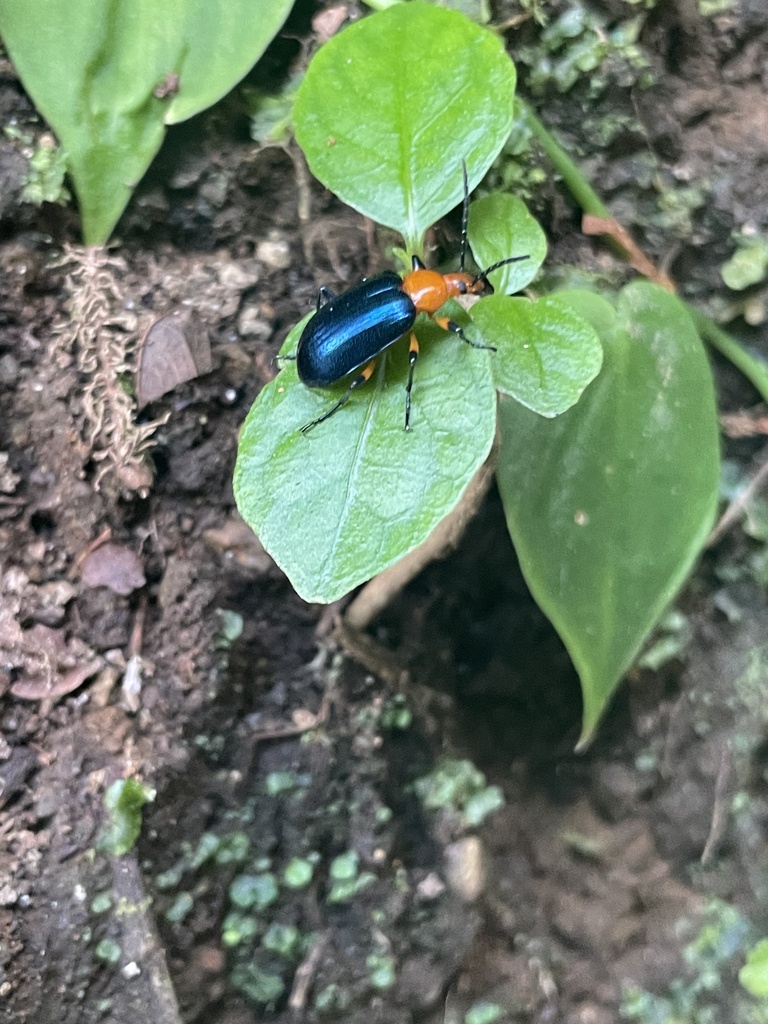 Cucujiform Beetles from Mistico Park, San Carlos, Alajuela, CR on April ...