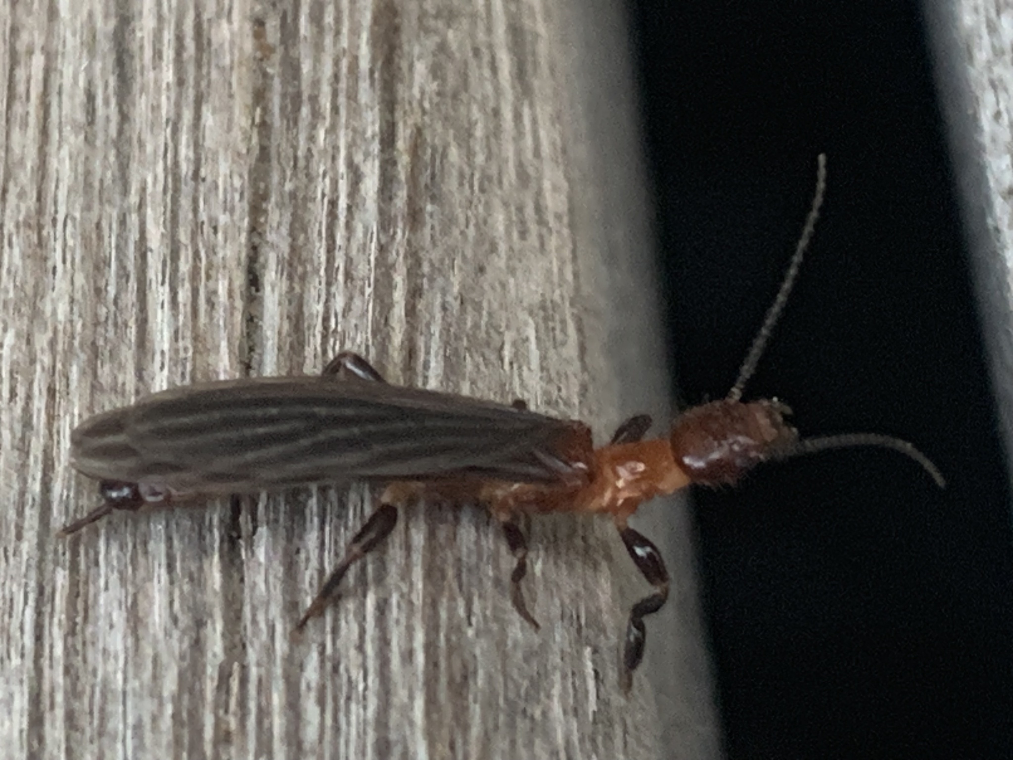 Embioptera