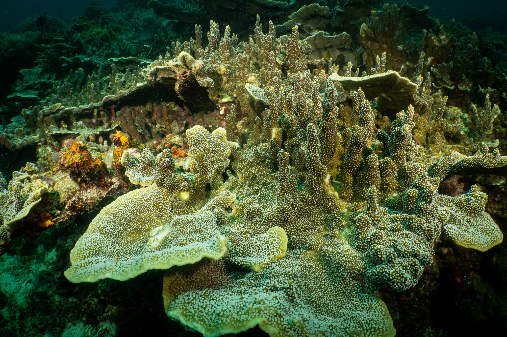 Montipora hispida (Dana, 1846)
