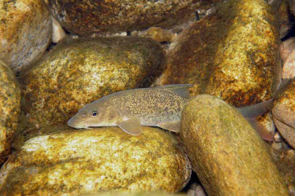 Common Barbel from 07120 Labeaume, France on March 26, 2011 at 04:14 PM ...