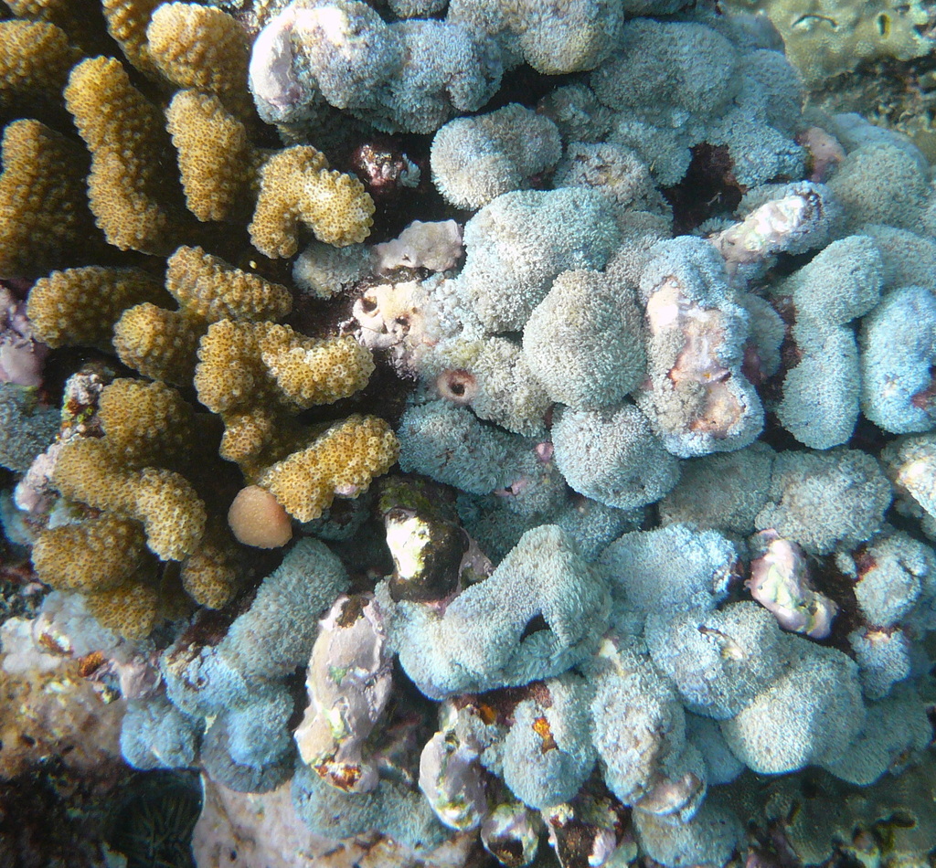 Blue Octocoral from Pu'uhonua o Hōnaunau National Historical Park ...