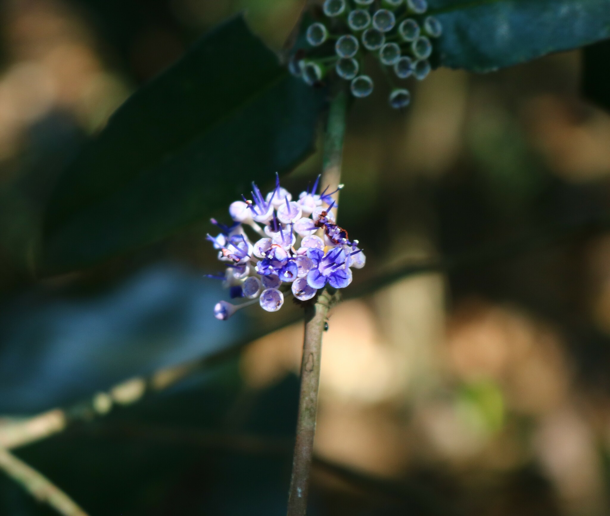 Memecylon randeriana S.M.Almeida & M.R.Almeida
