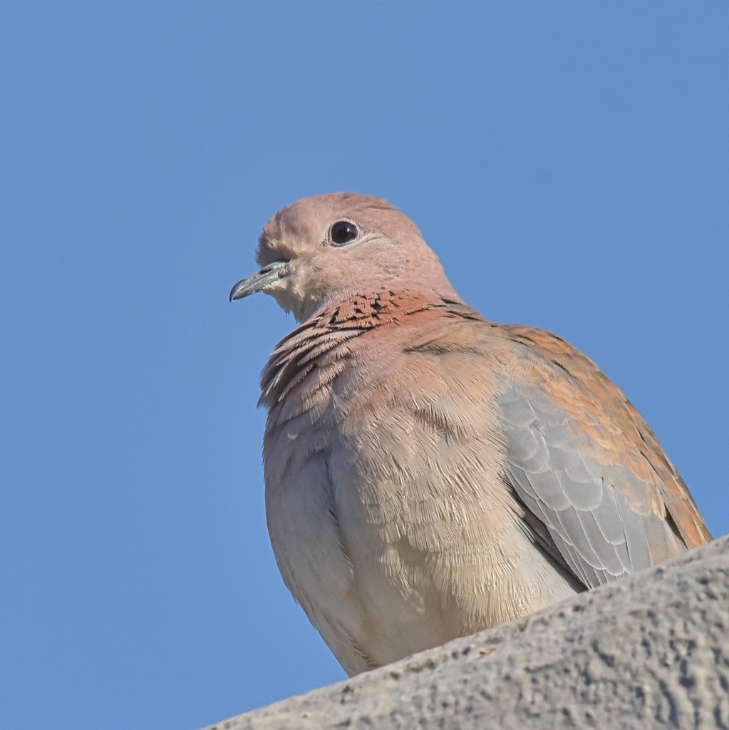 Laughing Dove from Olivedale, Randburg, 2158, South Africa on April 21 ...